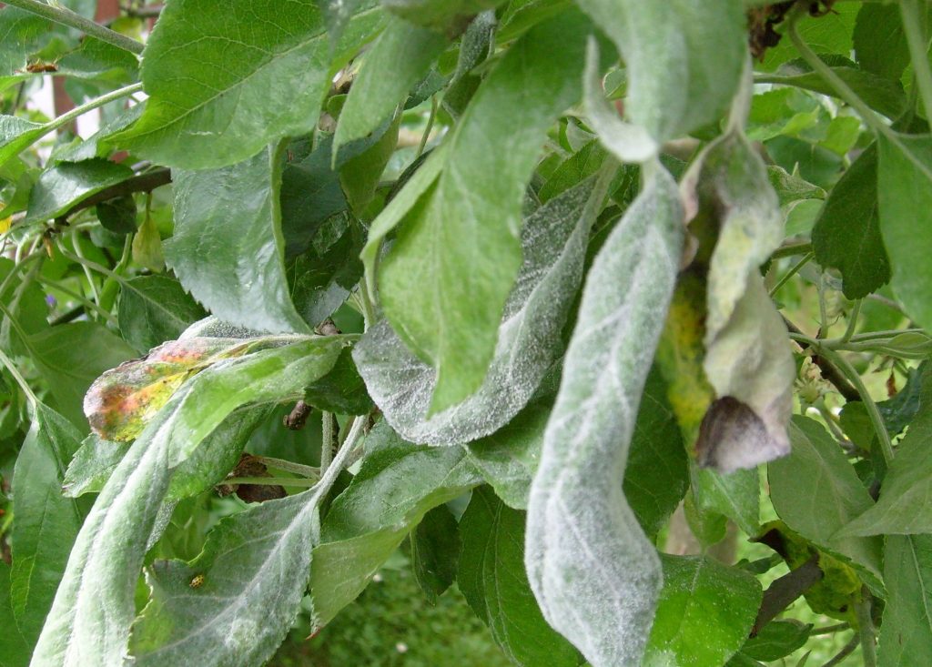 Oidio del melo (mal bianco): cause, sintomi, lotta chimica.