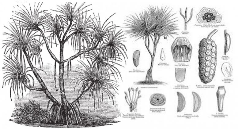 Pandanus Candelabrum, la pianta africana che cresce sopra i diamanti