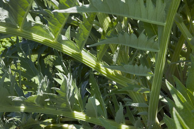 Come coltivare i cardi: passo dopo passo, dalla semina alla raccolta