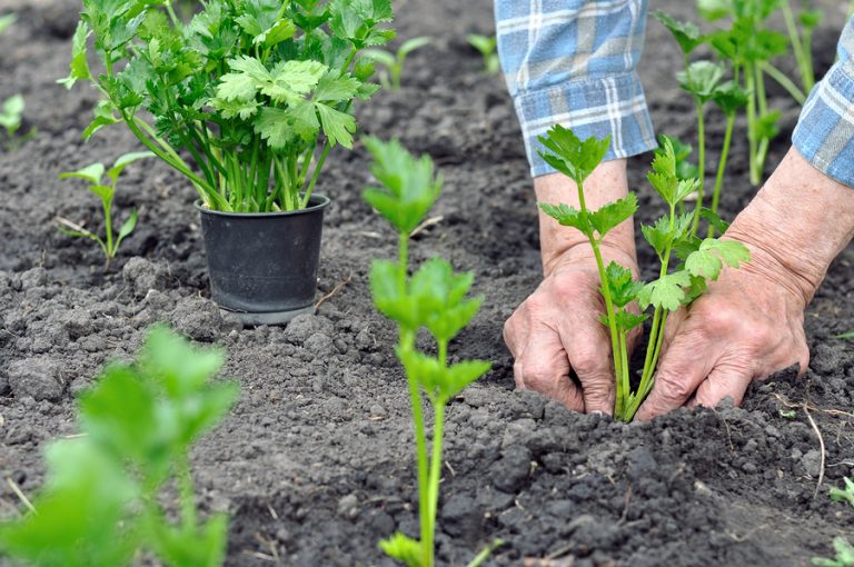 Come coltivare il sedano: tutti i segreti per un’ottima produzione