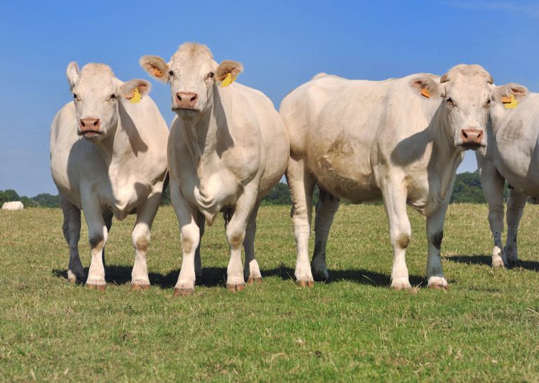 Fassona piemontese: caratteristiche, qualità, allevamento e segreti