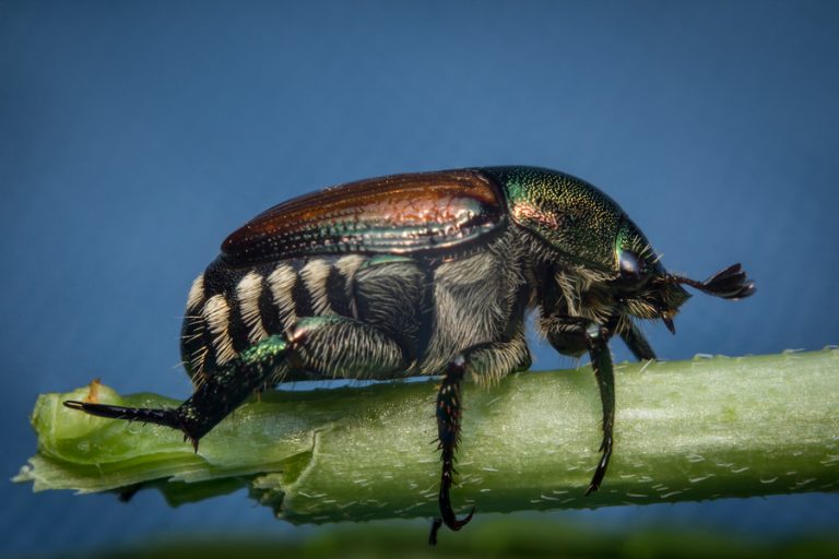 Fillossera della vite: è tornata più forte, come si cura?