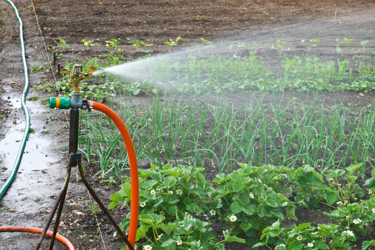 Pianta secca: come evitare l’appassimento e come risolvere il problema