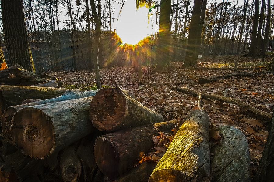 Più della metà delle foreste europee è scomparsa. Le cause?