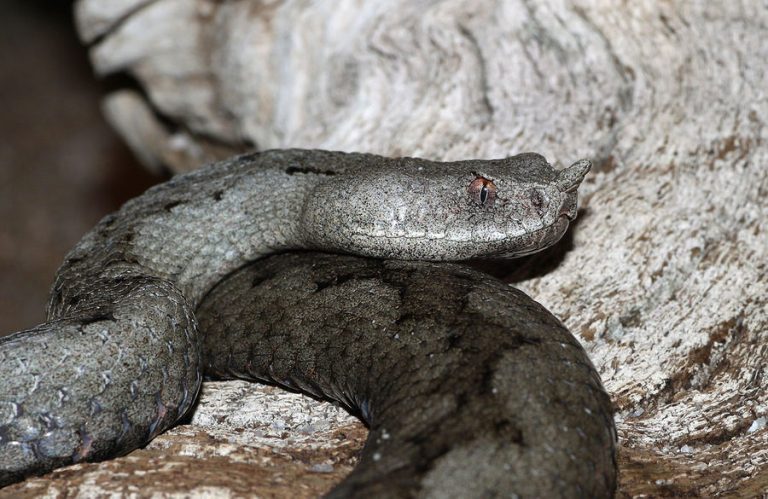 Vipera italiana: come riconoscerla e cosa fare se ci morde