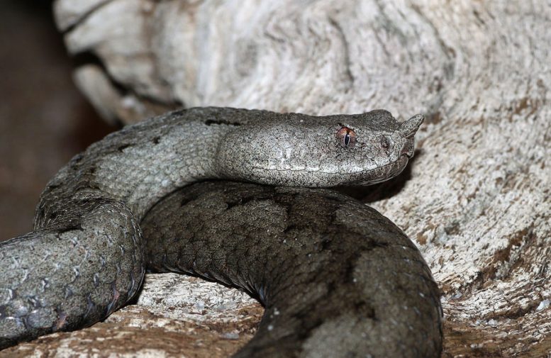 Vipera italiana: come riconoscerla e cosa fare se ci morde