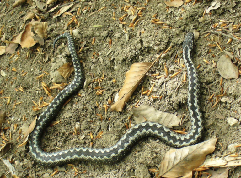 Vipera italiana: come riconoscerla e cosa fare se ci morde