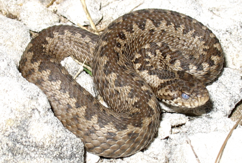 Vipera italiana: come riconoscerla e cosa fare se ci morde