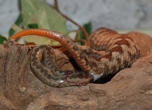 Vipera italiana: come riconoscerla e cosa fare se ci morde