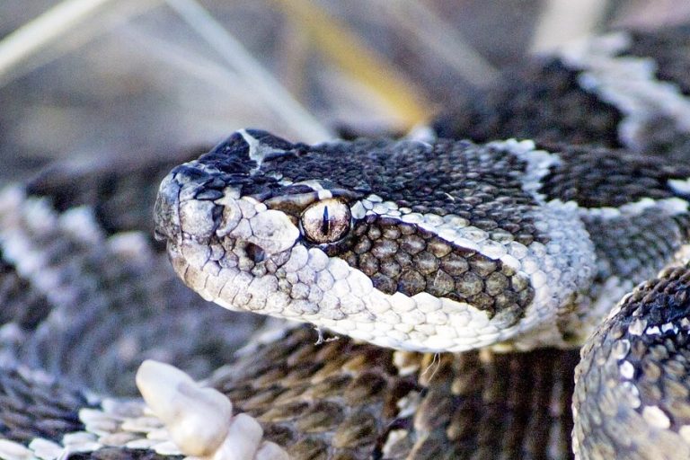 Vipera italiana: come riconoscerla e cosa fare se ci morde