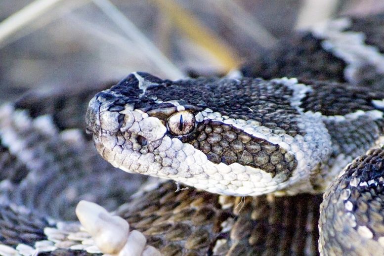 Vipera italiana: come riconoscerla e cosa fare se ci morde