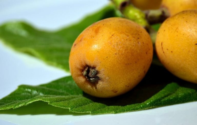 Potatura nespolo: come potare l'albero di nespole