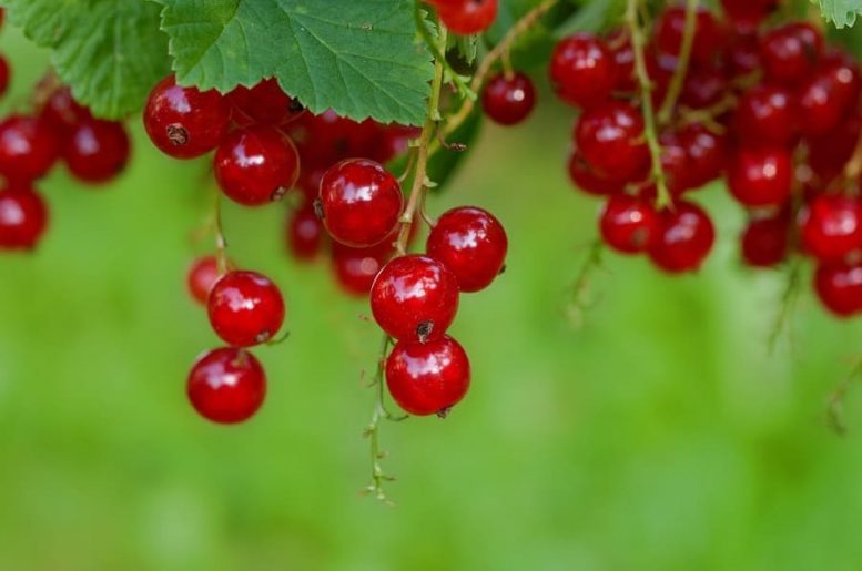Coltivare ribes rosso: come ottenere una pianta di ribes sana e fruttifera