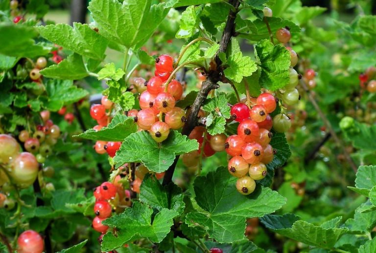 Coltivare ribes rosso: come ottenere una pianta di ribes sana e fruttifera