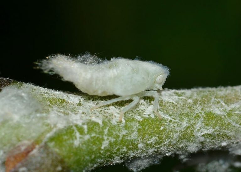 Maggiolino delle piante: l'insetto da riconoscere e debellare