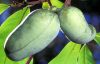 Banano di montagna: guida alla coltivazione