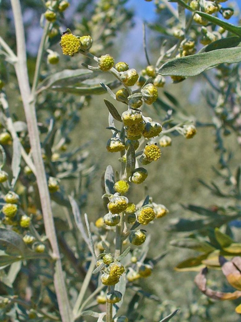 Artemisia absinthium: come coltivare la pianta dell'assenzio