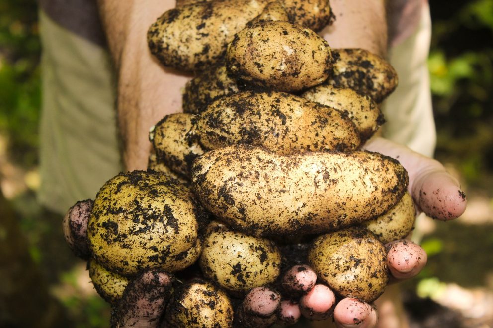 Raccolta delle patate: tecniche manuali, meccaniche e consigli utili
