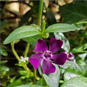 Pervinca è la denominazione comune, Vinca è il suo nome scientifico
