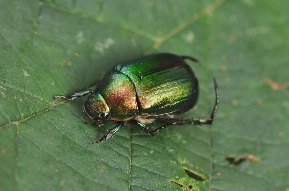 Maggiolino delle piante: l'insetto da riconoscere e debellare