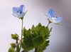 Veronica pianta: tutto quello che devi sapere per coltivarla