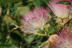 Acacia di Costantinopoli e tutto quello che devi sapere su di lei