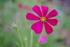 Cosmos fiore: coltivazione, cure e segreti per un tocco di colore in ...
