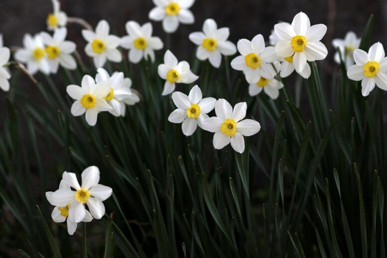 Fiore narciso: guida alla coltivazione