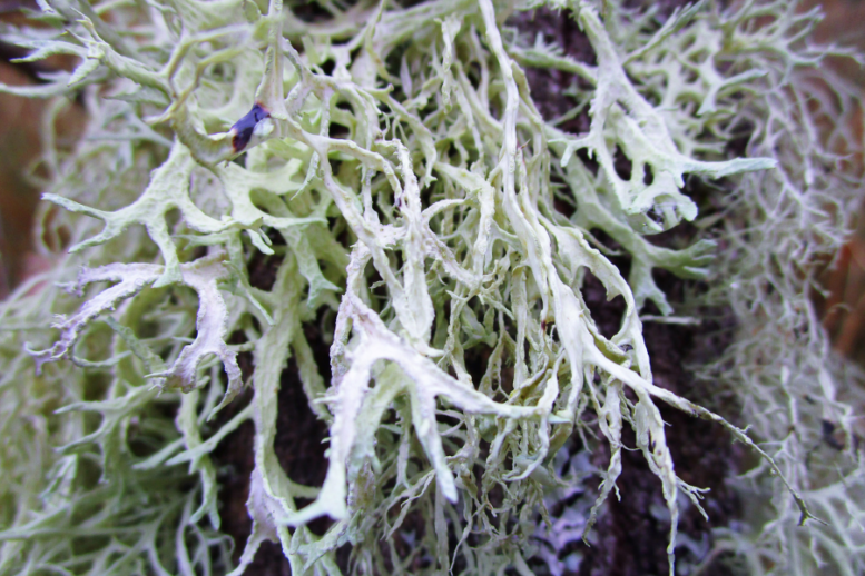 Usnea: caratteristiche del lichene e proprietà