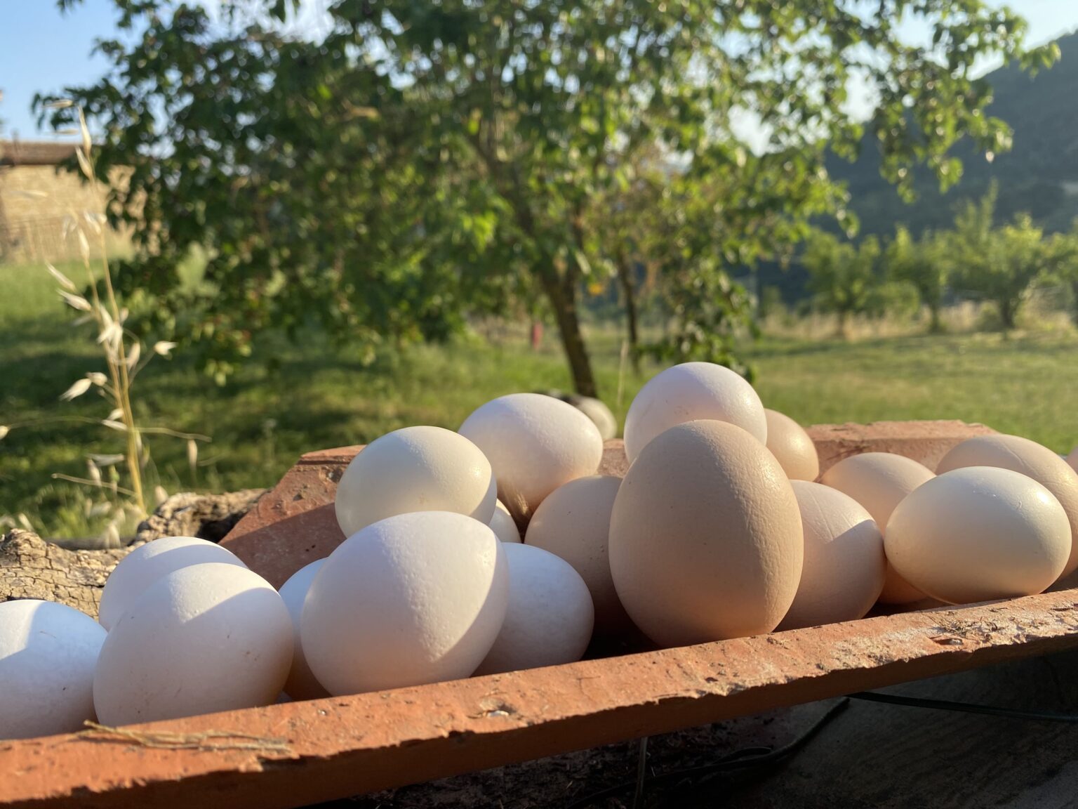 Allevamento polli: come iniziare e quanto puoi guadagnare | Noi Siamo ...
