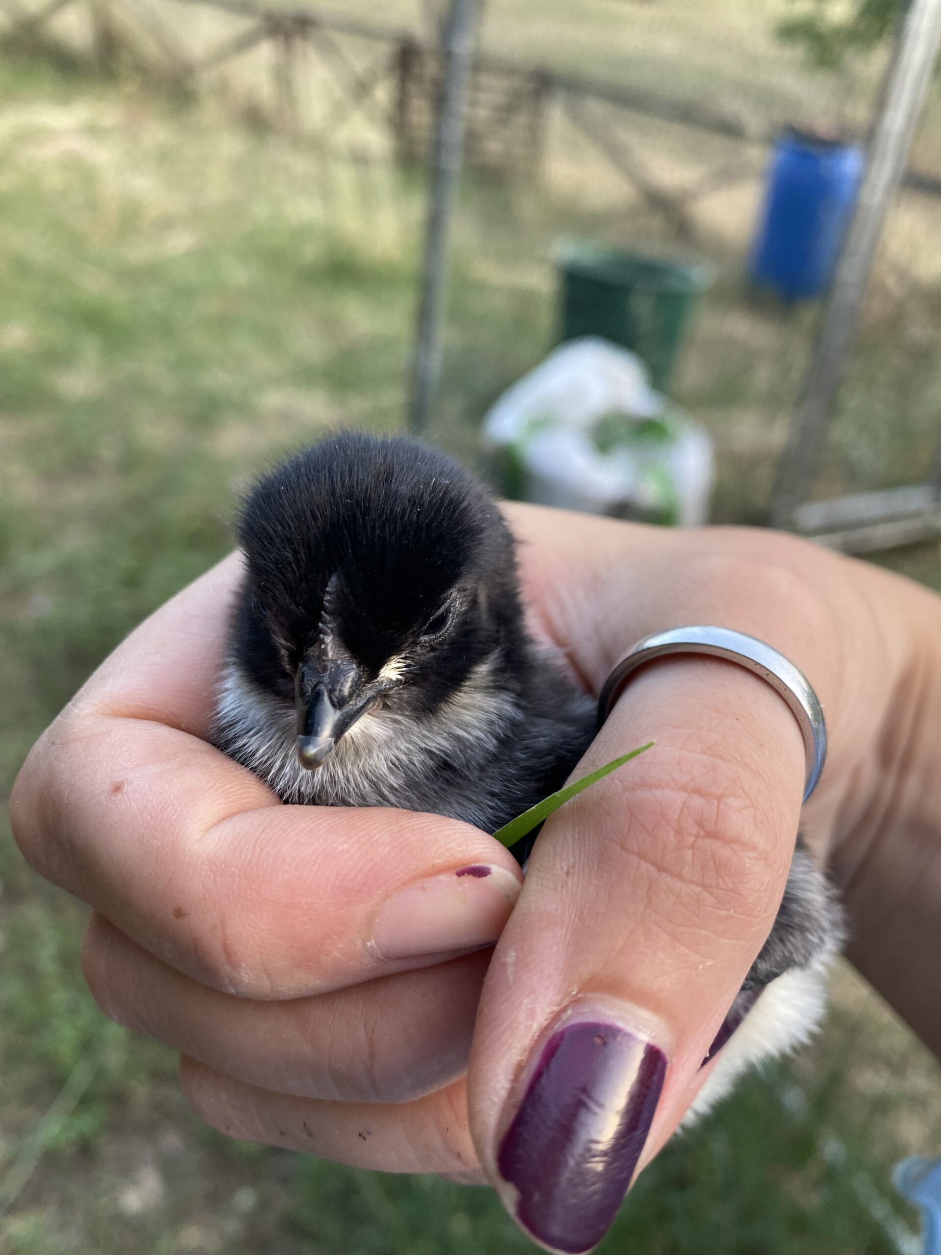 Allevamento polli: come iniziare e quanto puoi guadagnare | Noi Siamo ...
