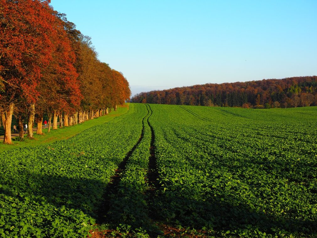 Potatura nespolo: come potare l'albero di nespole