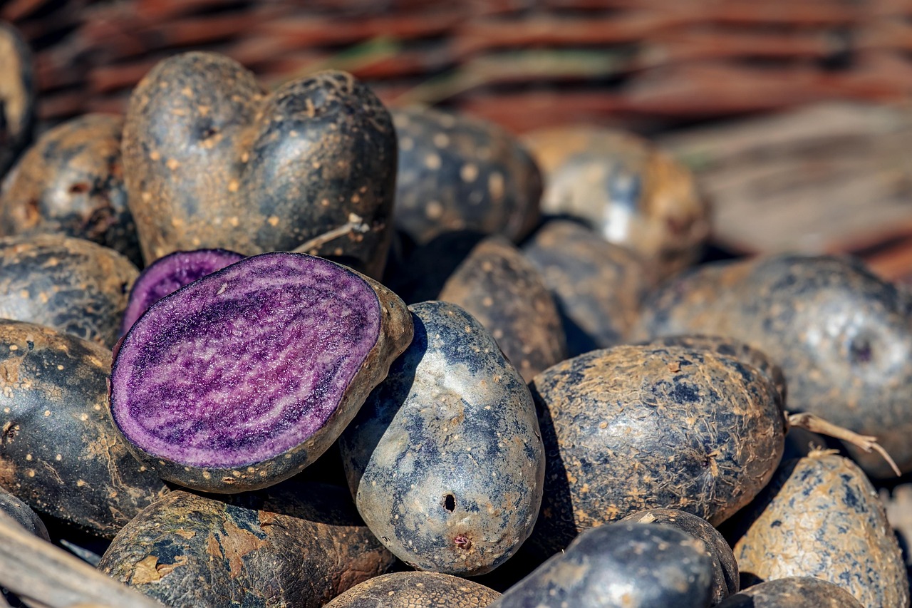 Patate da semina varietà: quale scegliere e come gestirle