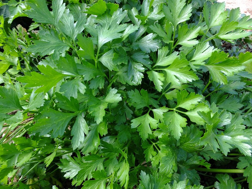 Potatura nespolo: come potare l'albero di nespole