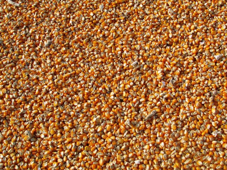 Come coltivare la pianta di anacardi