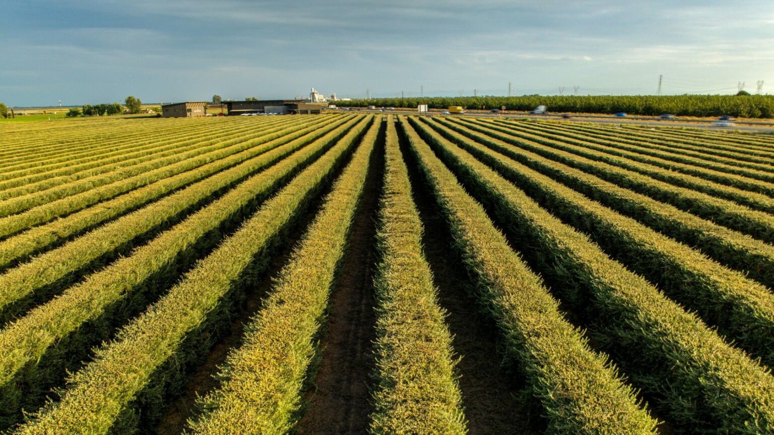 Potatura nespolo: come potare l'albero di nespole